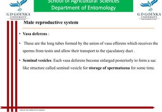 Reproductive system of insects.pdf