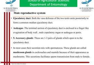 Reproductive system of insects.pdf