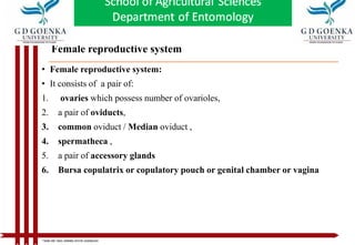 Reproductive system of insects.pdf