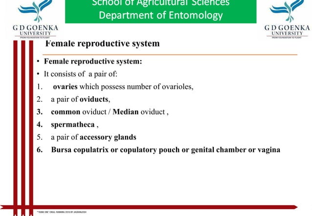 Reproductive System Of Insectspdf