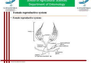 Reproductive system of insects.pdf