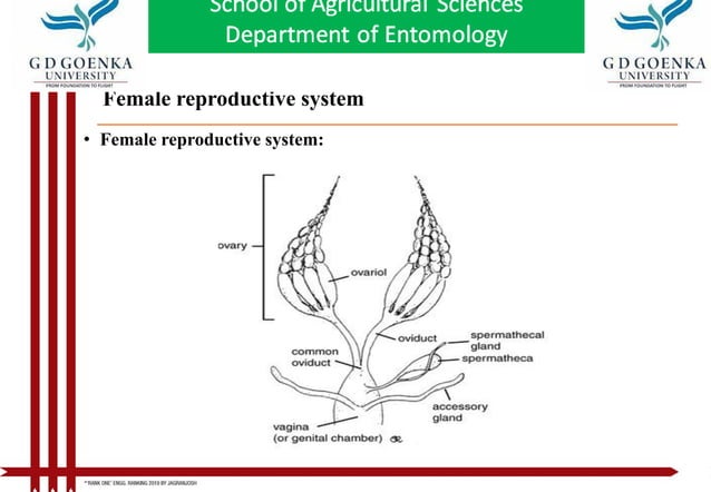 Reproductive system of insects.pdf