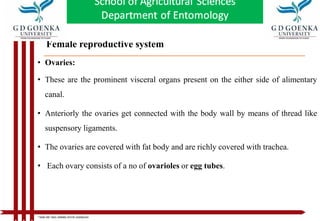 Reproductive system of insects.pdf