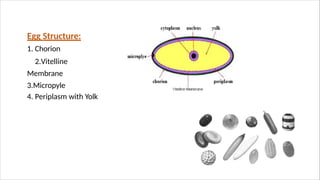reproductive system of insects in detail.pptx