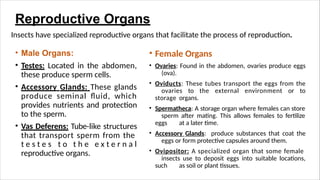 reproductive system of insects in detail.pptx