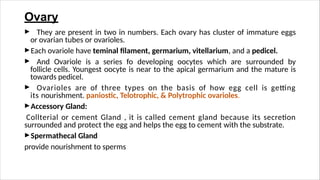 reproductive system of insects in detail.pptx