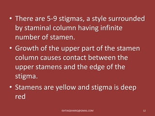 Reproductive system of okra | PDF