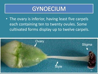 Reproductive system of okra | PDF