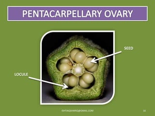 Reproductive system of okra | PDF