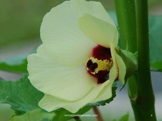 Reproductive system of okra | PDF