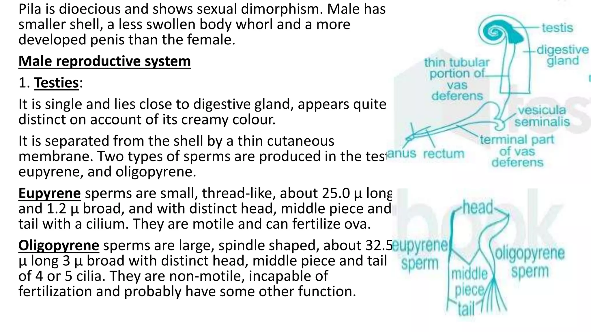 Pila reproduction.pptx