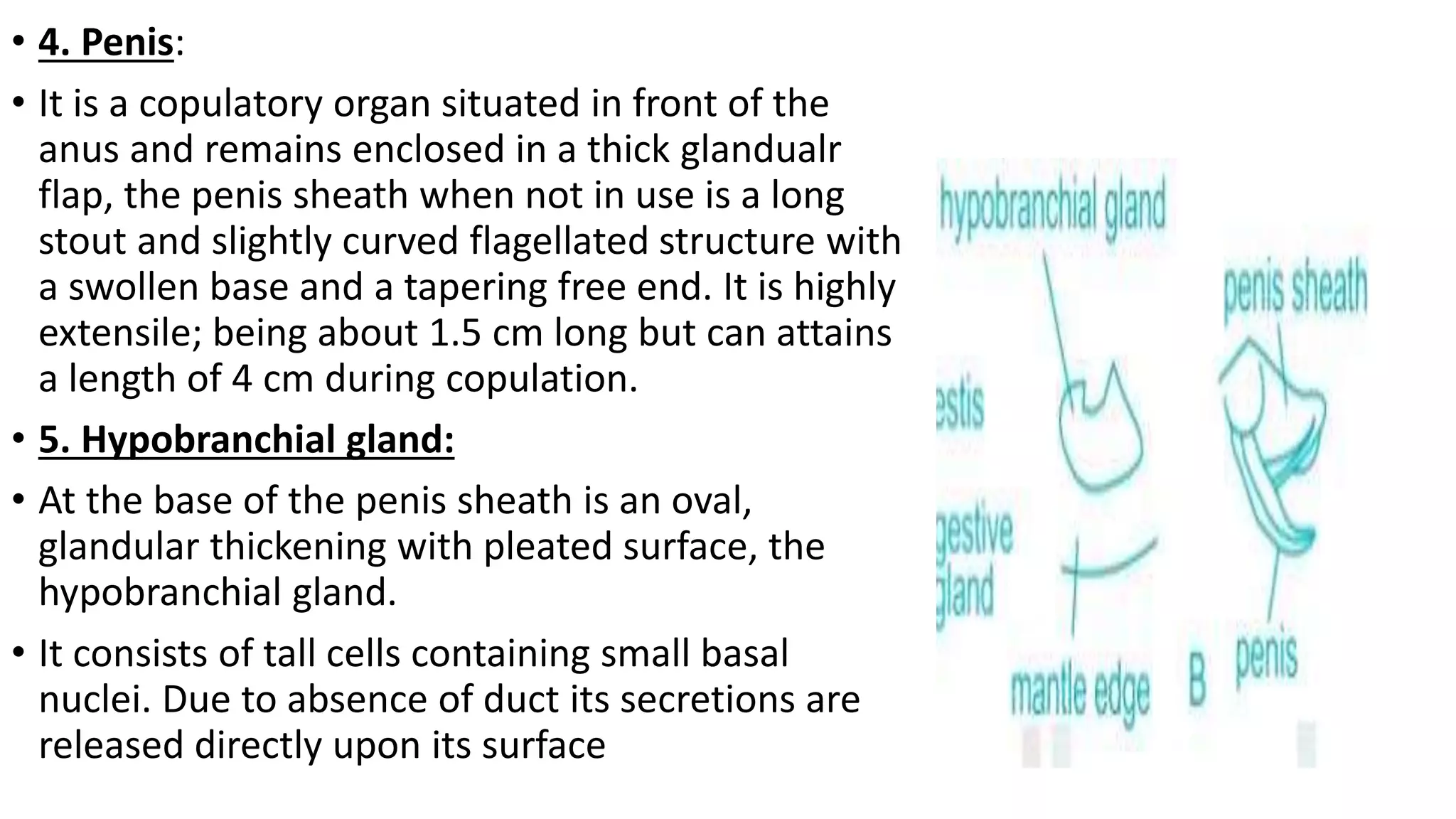 Pila reproduction.pptx