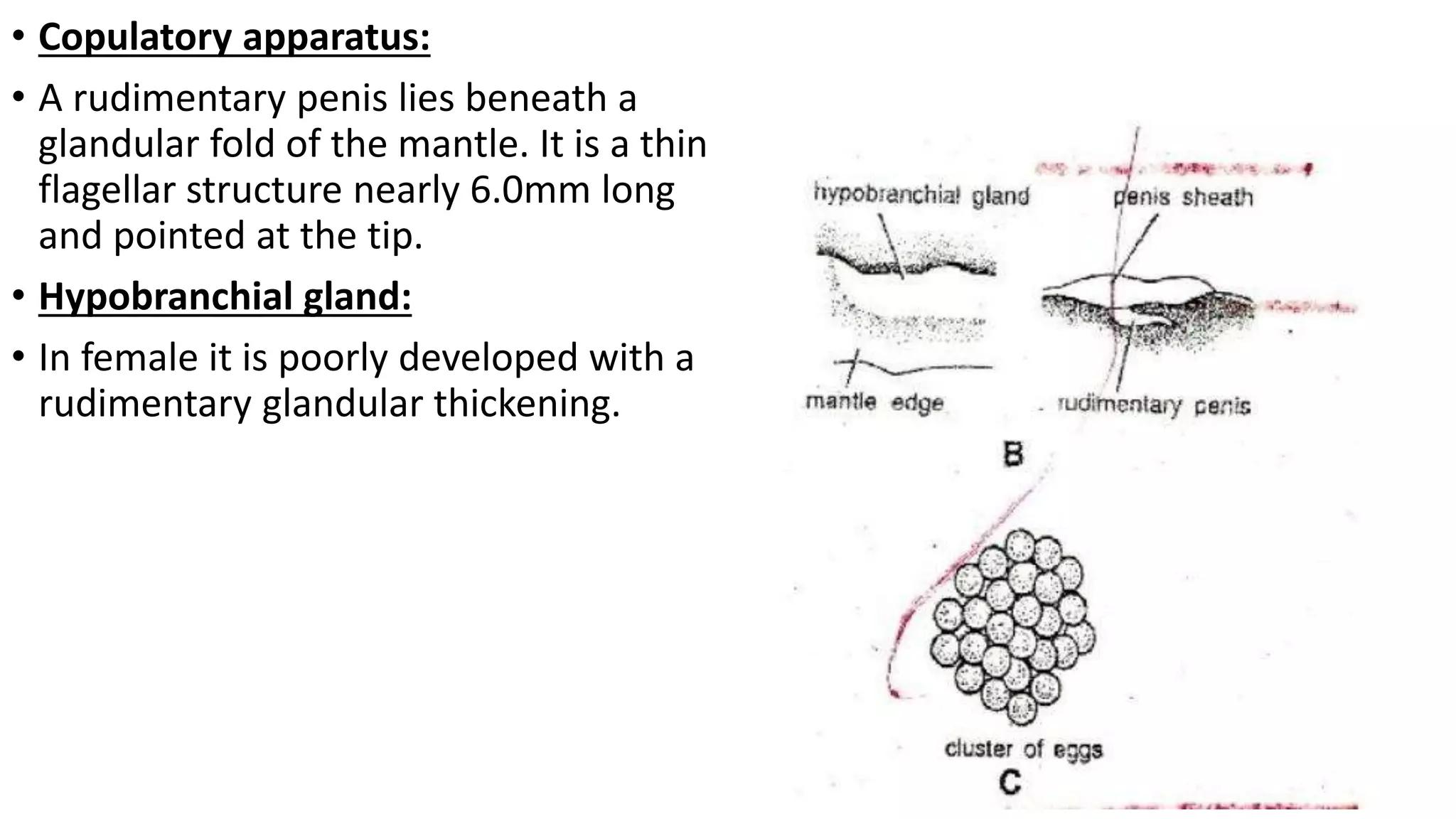 Pila reproduction.pptx