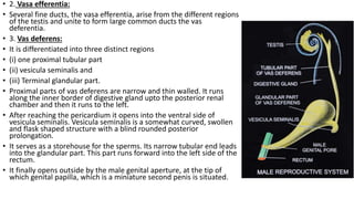 Pila reproduction.pptx