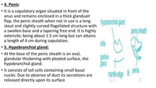 Pila reproduction.pptx
