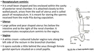 Pila reproduction.pptx