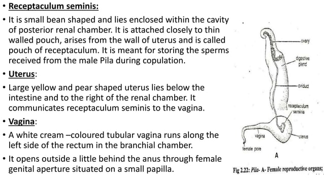 Pila reproduction.pptx