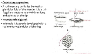 Pila reproduction.pptx