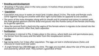 Pila reproduction.pptx