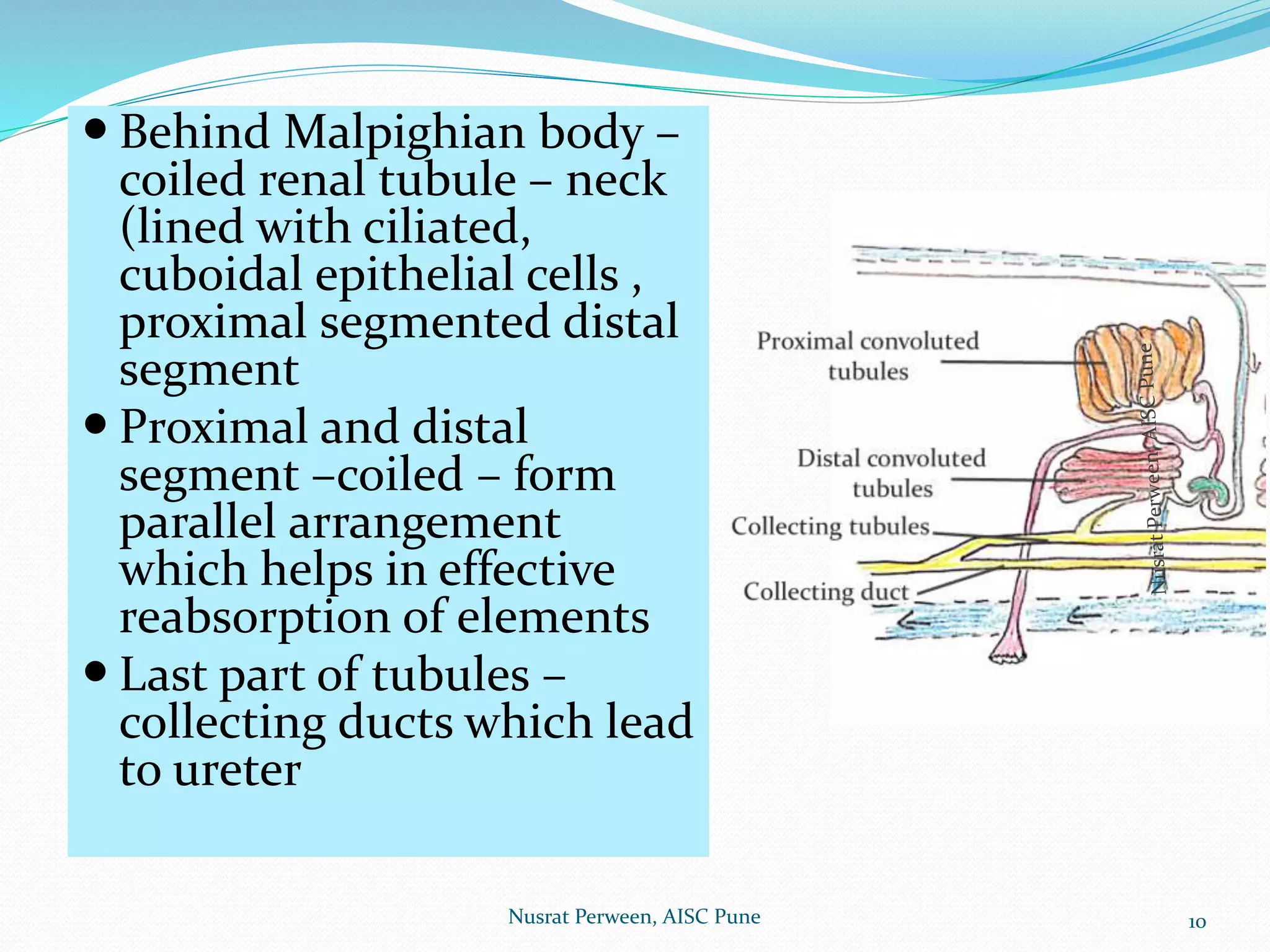 Reproductive system of scoliodon | PPTX