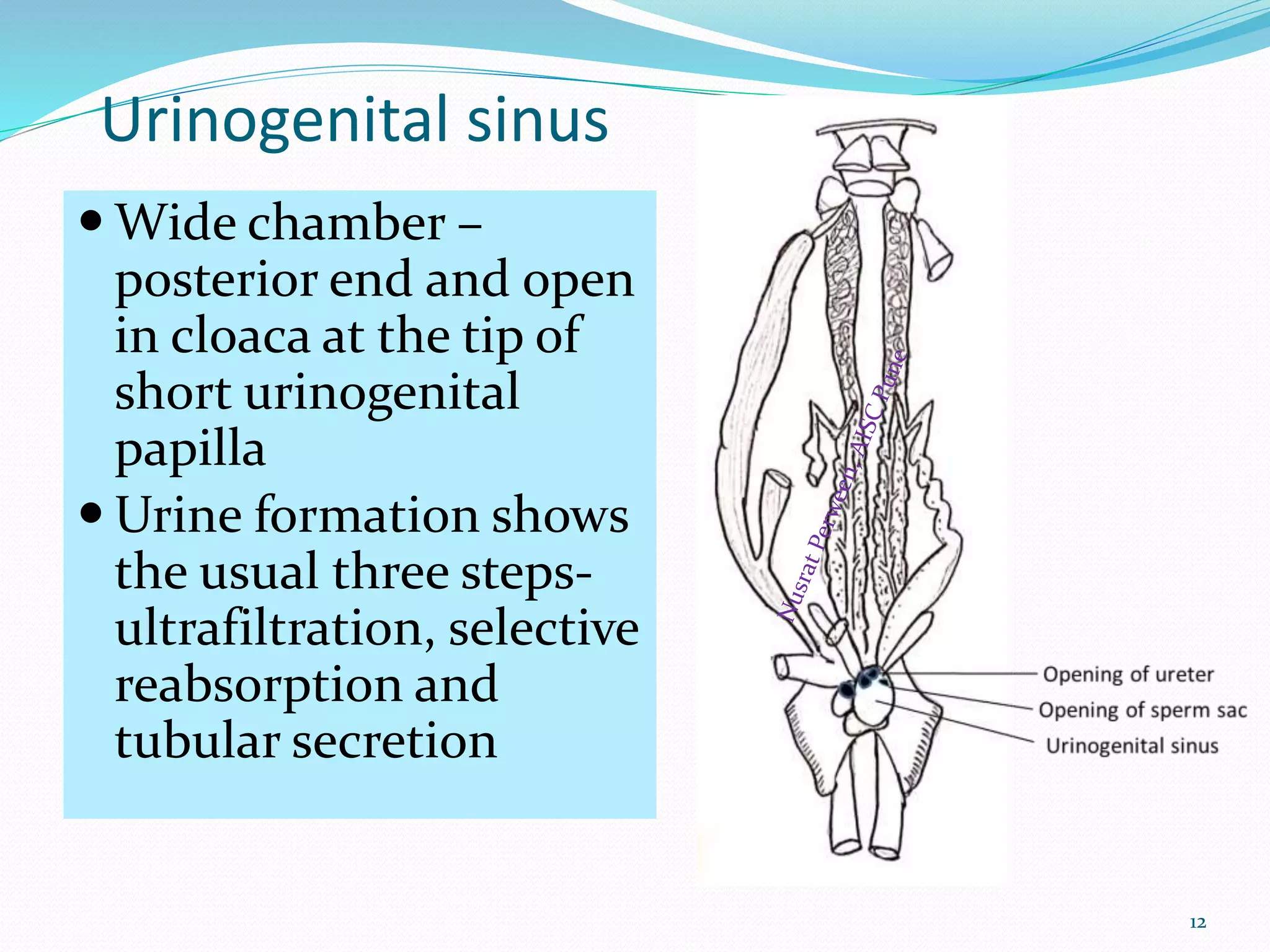 Reproductive system of scoliodon | PPTX