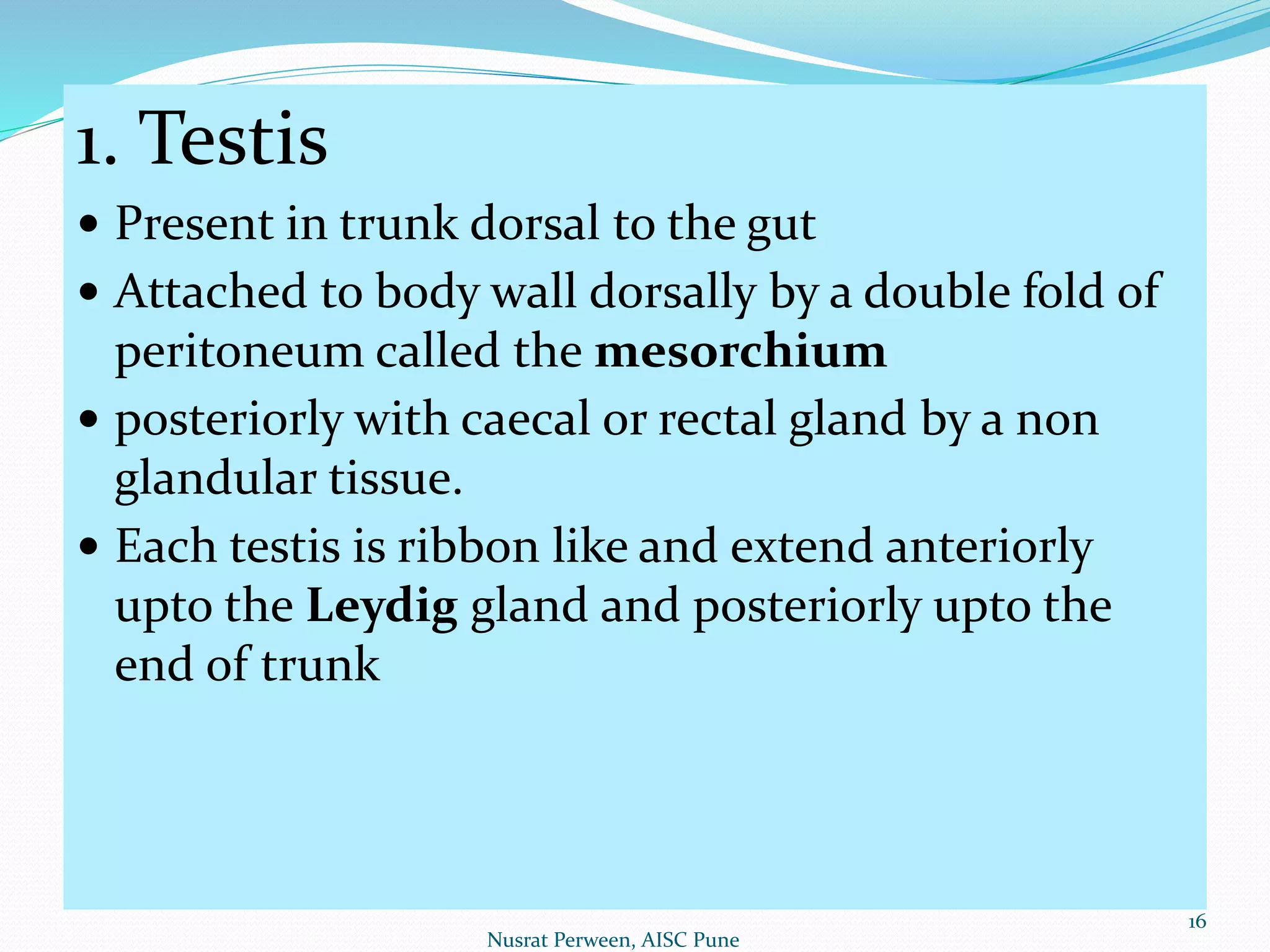 Reproductive system of scoliodon | PPTX