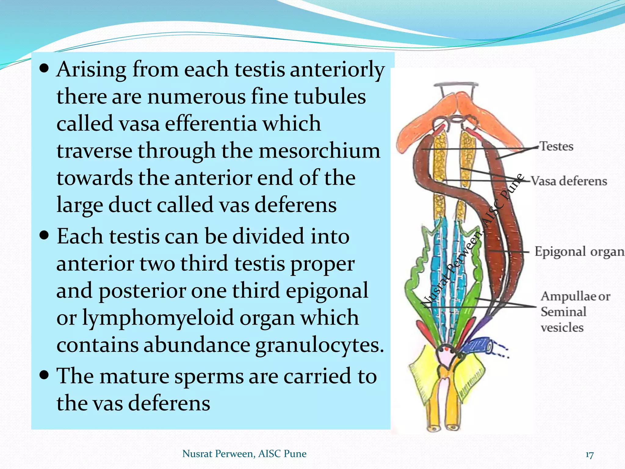 Reproductive system of scoliodon | PPTX