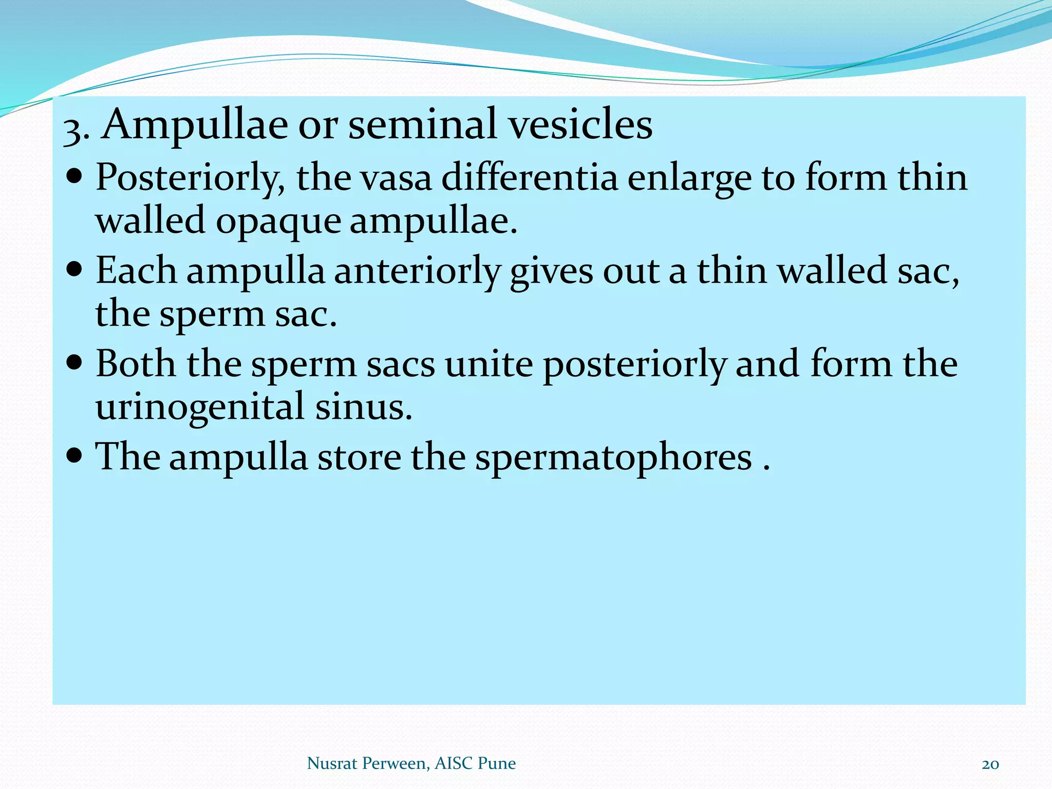 Reproductive system of scoliodon | PPTX