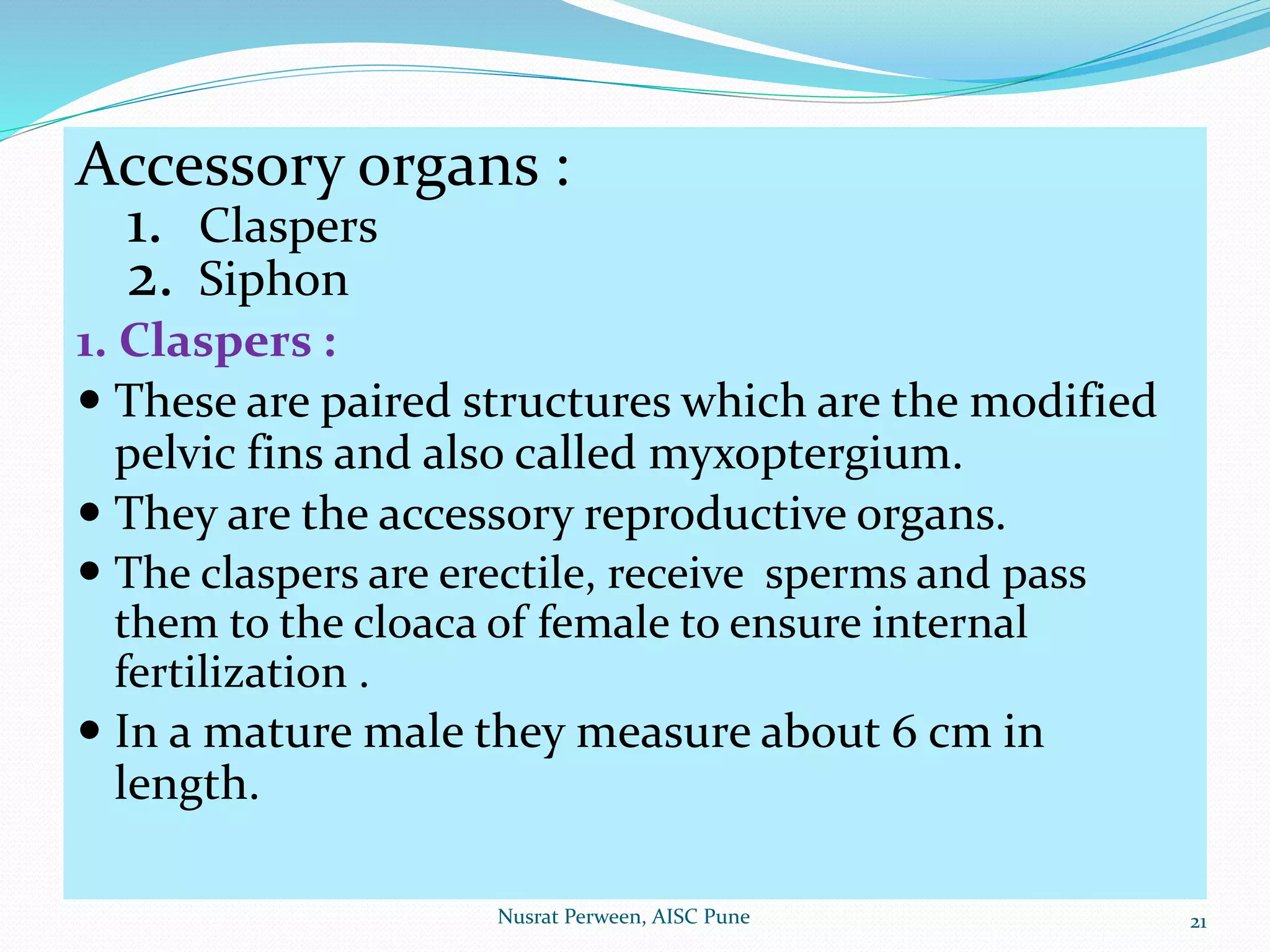 Reproductive system of scoliodon | PPTX