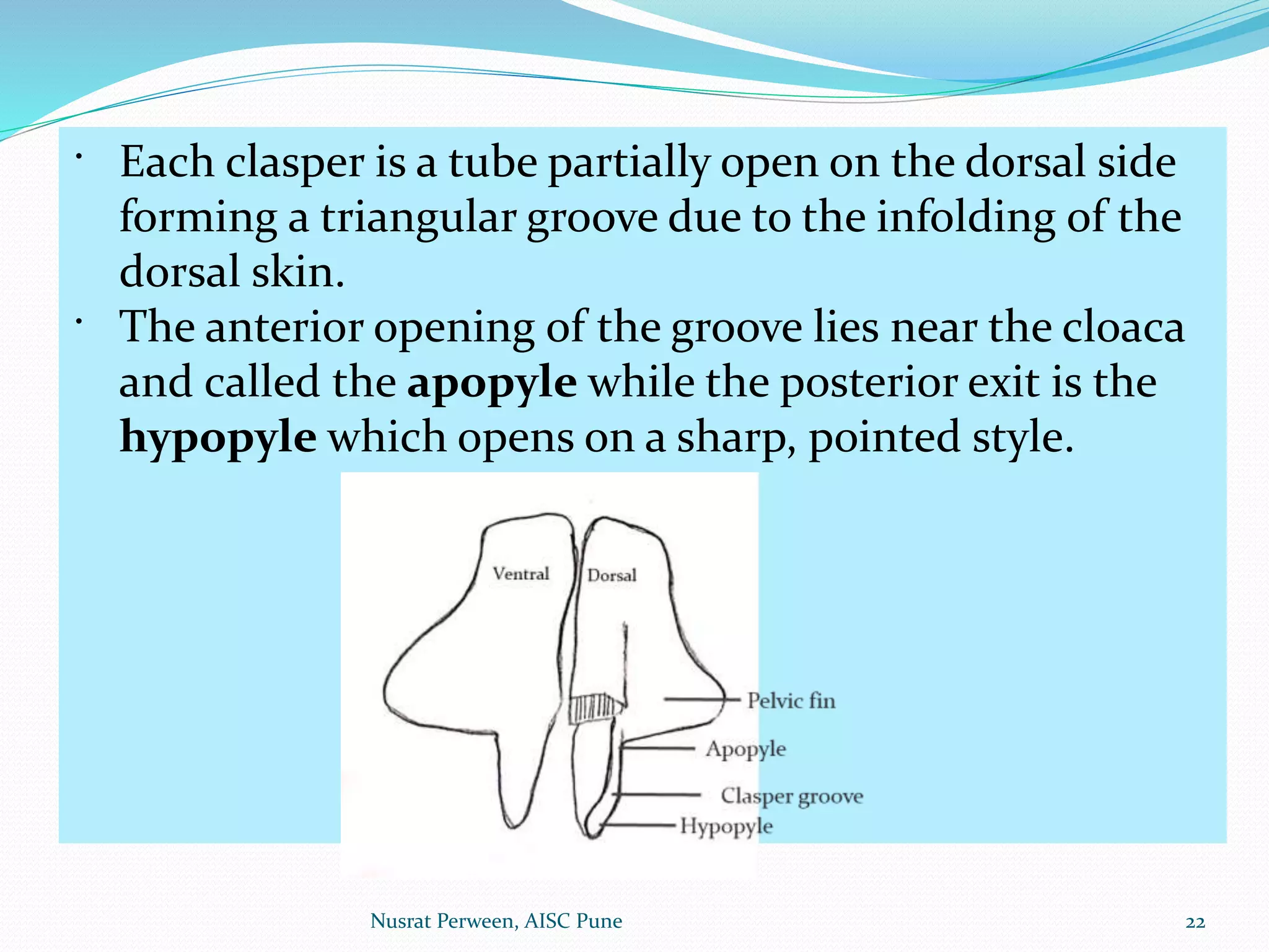 Reproductive system of scoliodon | PPTX