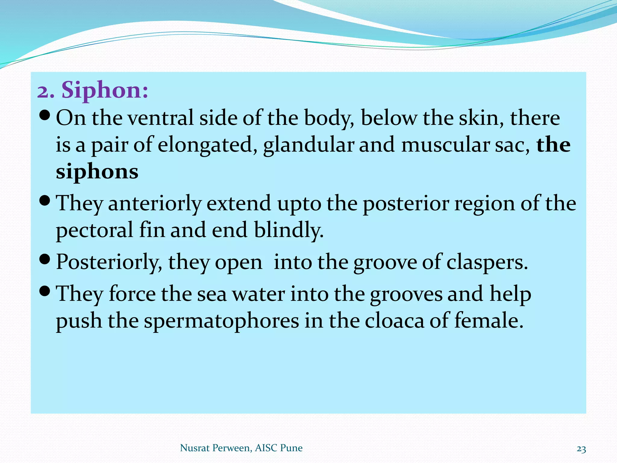 Reproductive system of scoliodon | PPTX