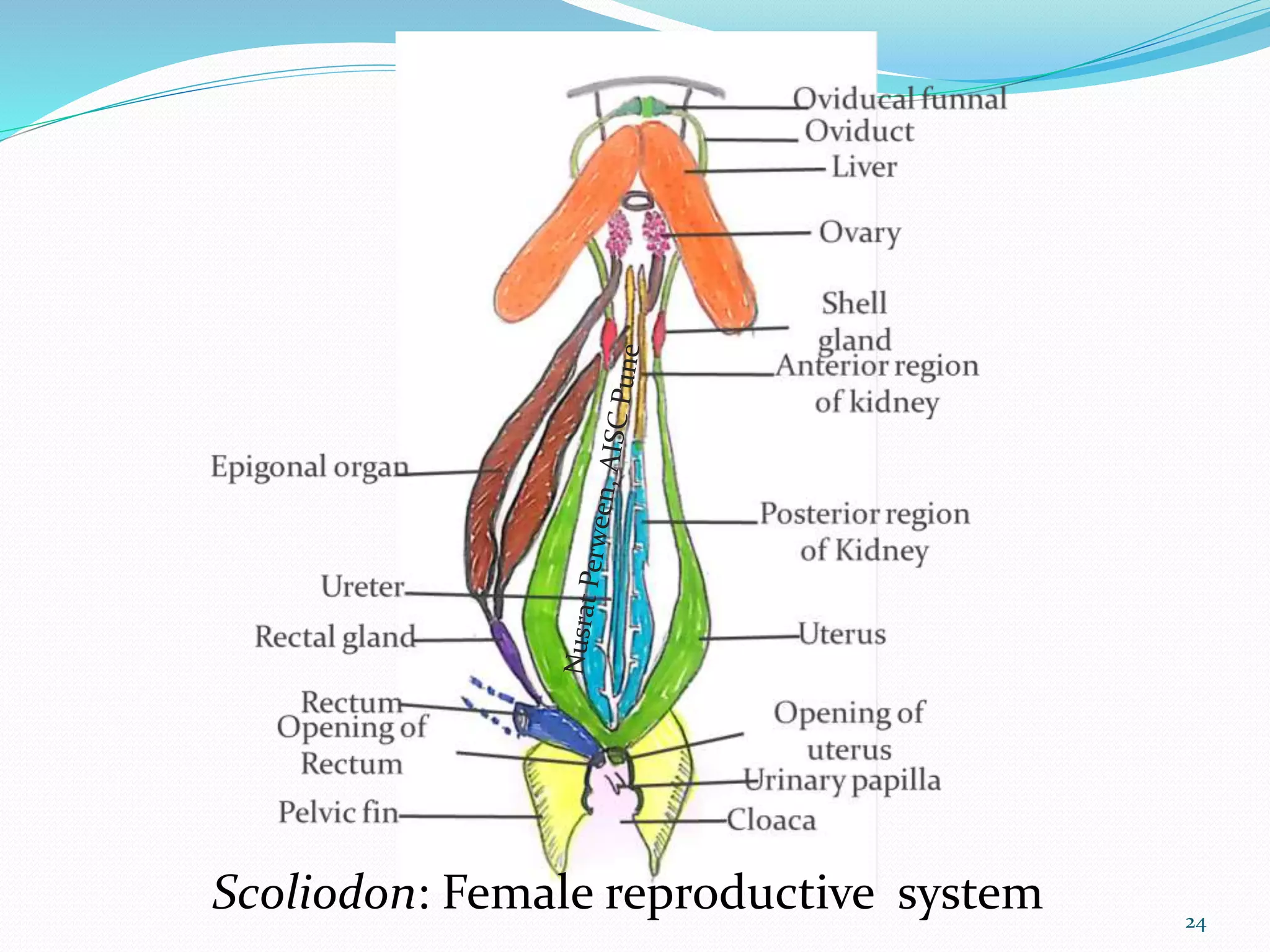 Reproductive system of scoliodon | PPTX