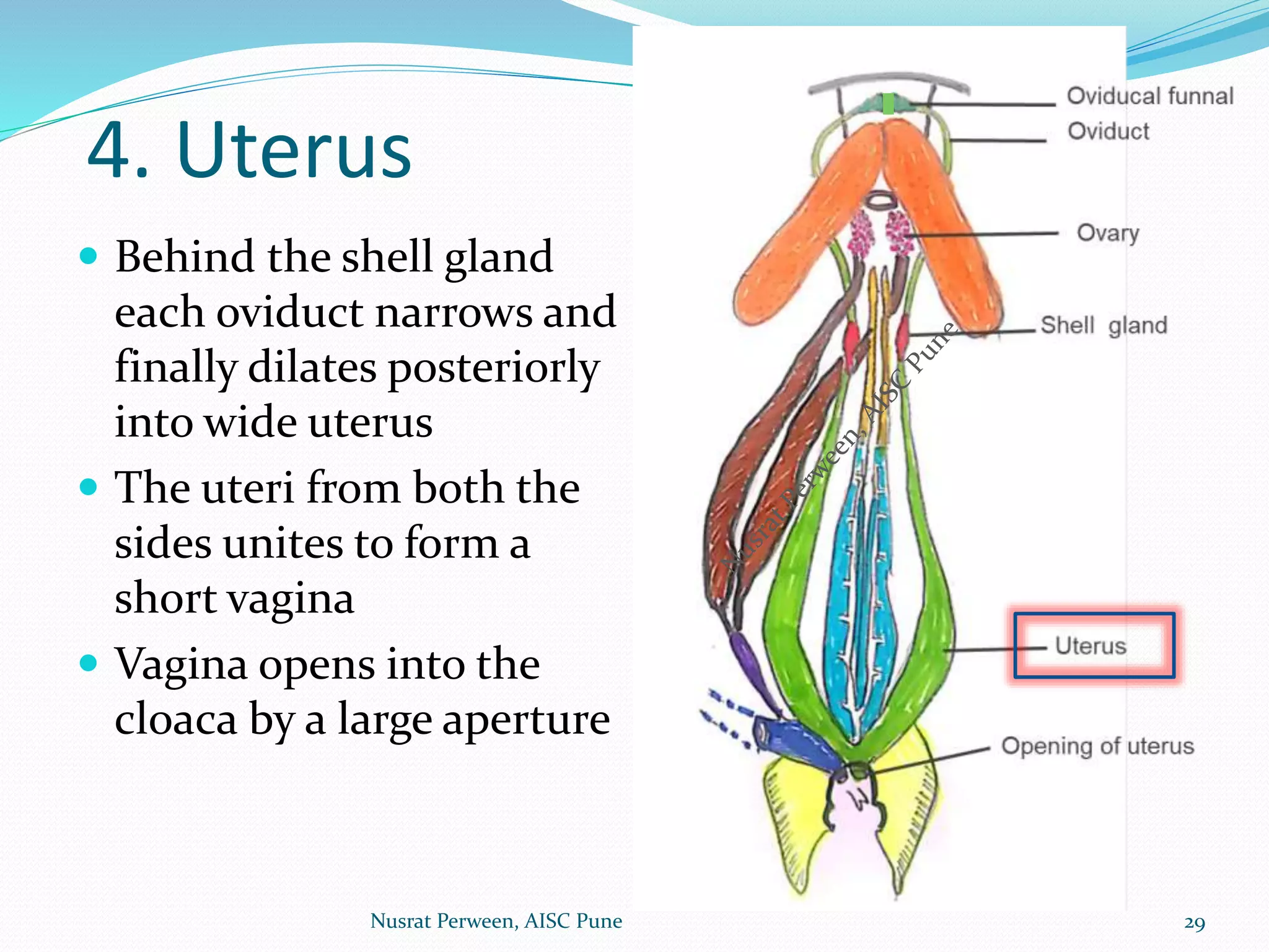 Reproductive system of scoliodon | PPTX