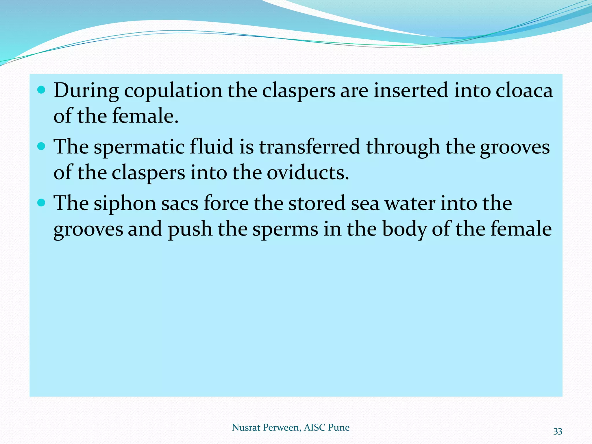 Reproductive system of scoliodon | PPTX