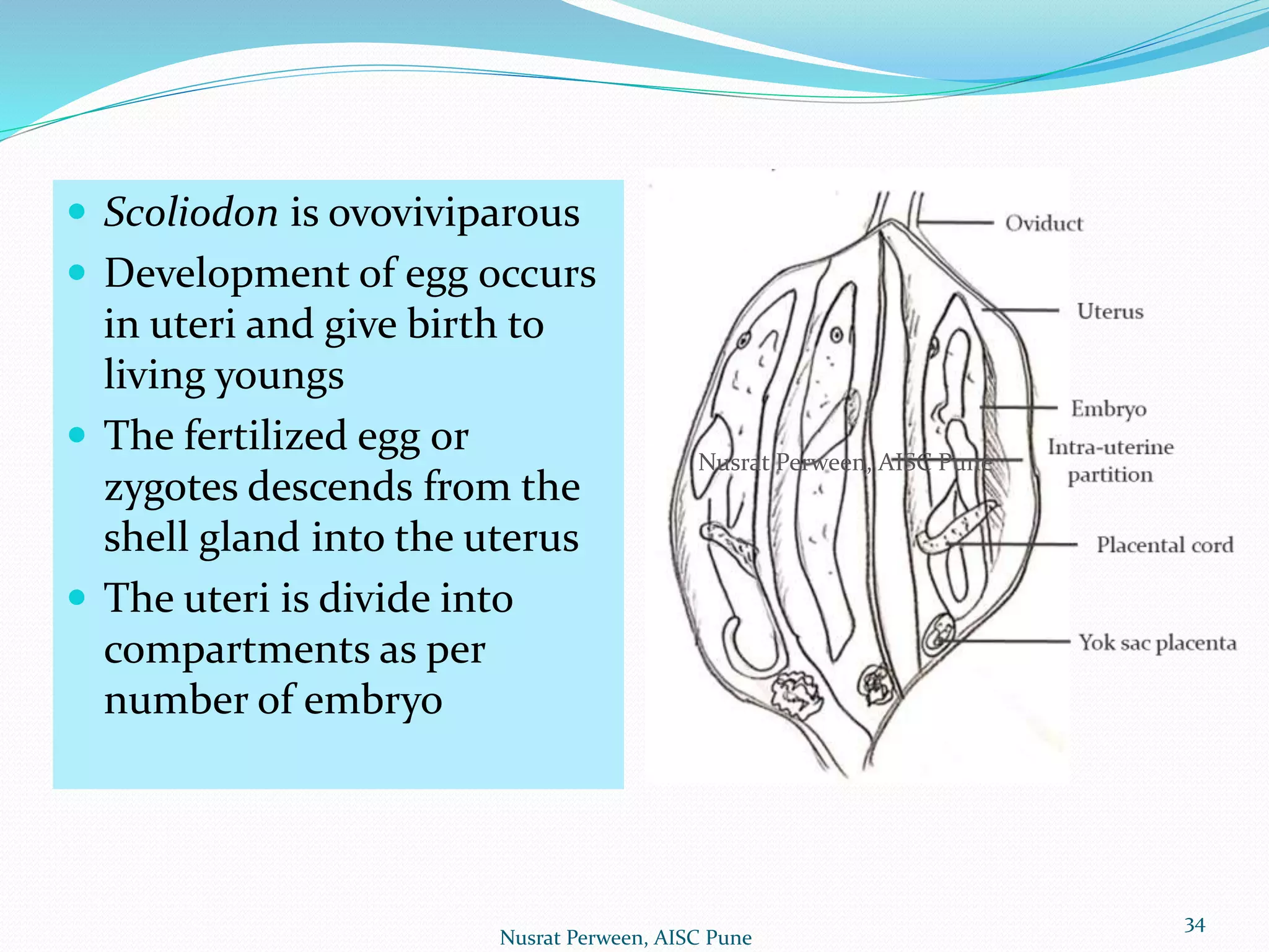 Reproductive system of scoliodon | PPTX