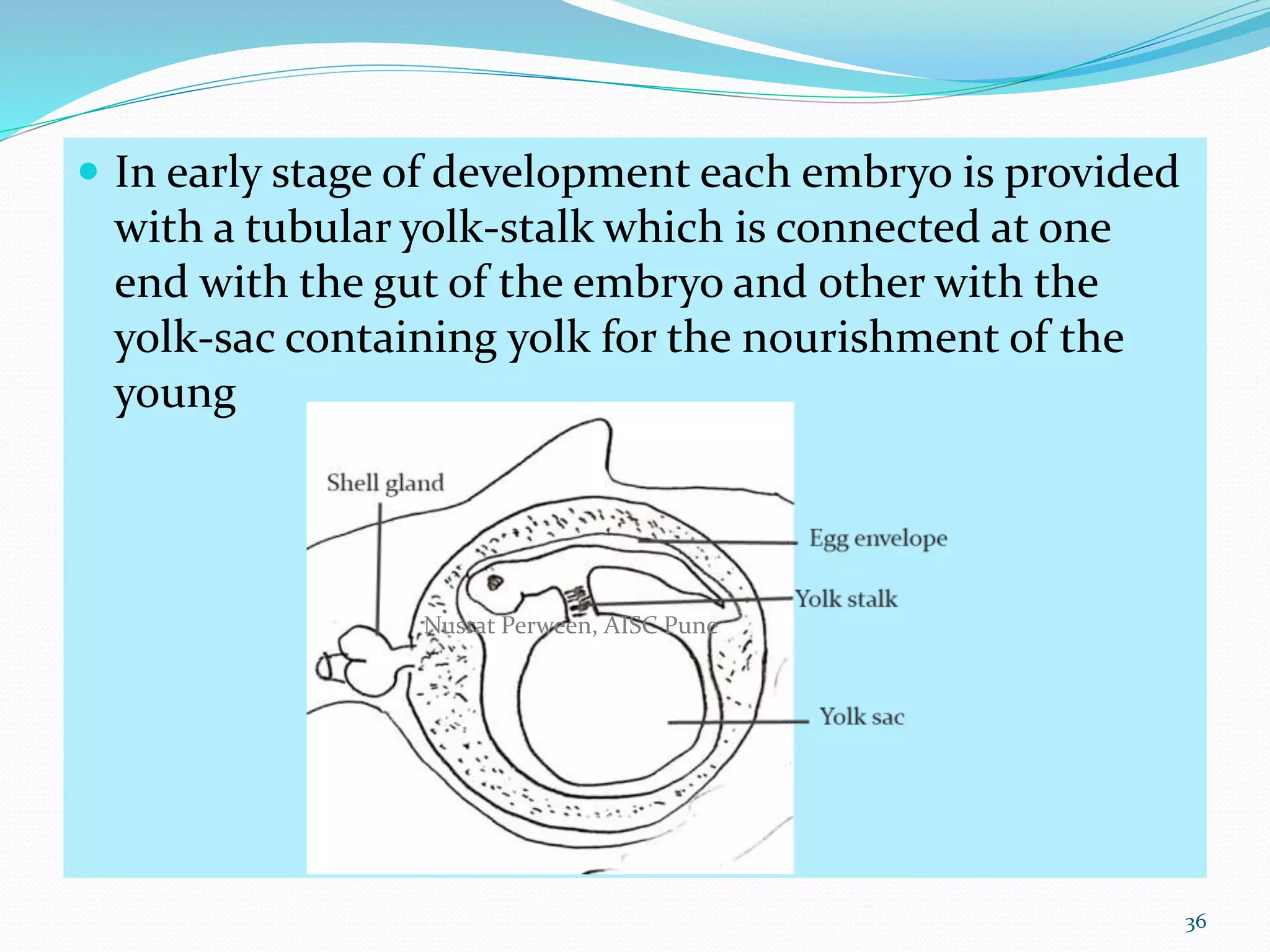 Reproductive system of scoliodon | PPTX