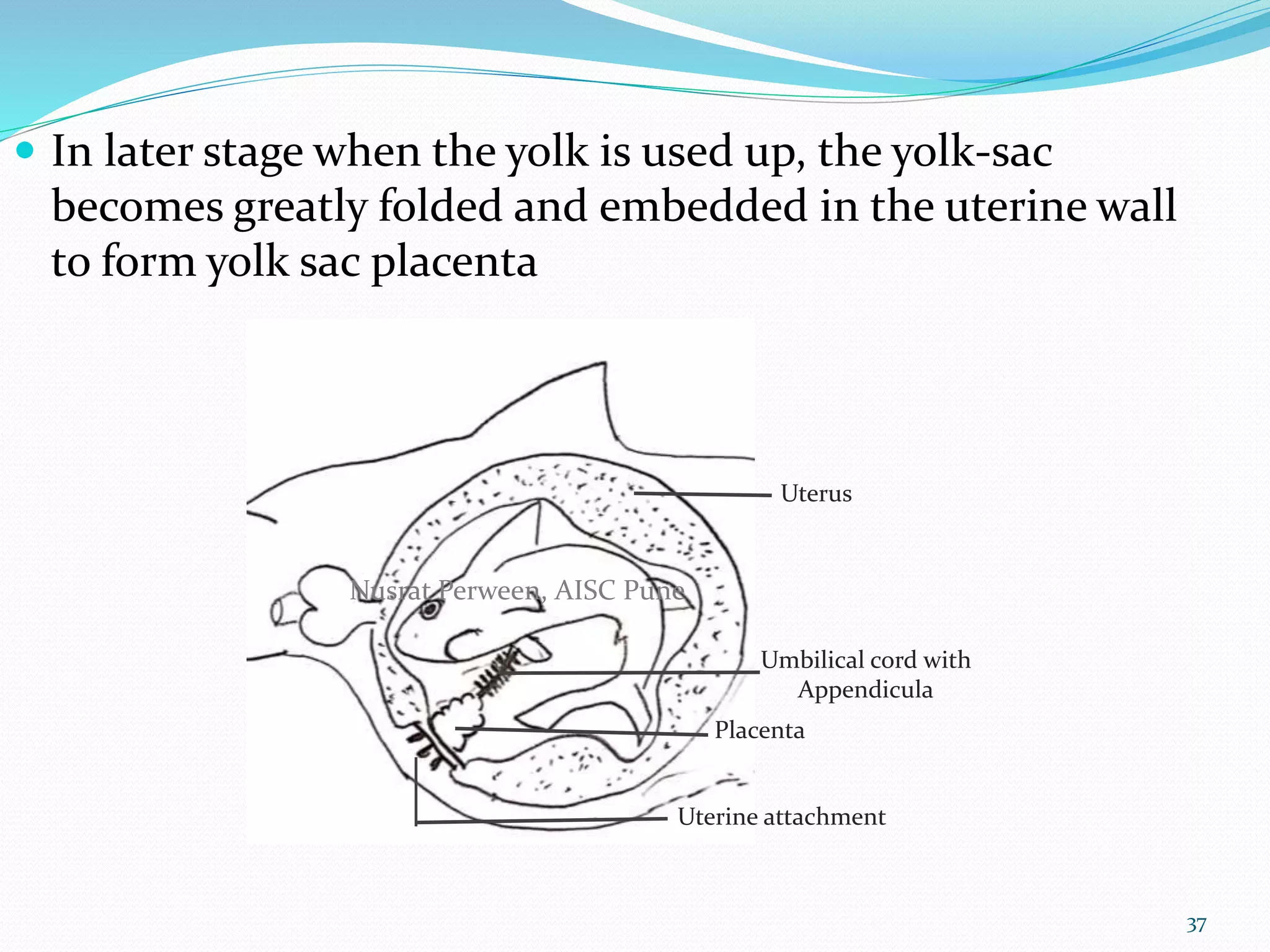 Reproductive system of scoliodon | PPTX