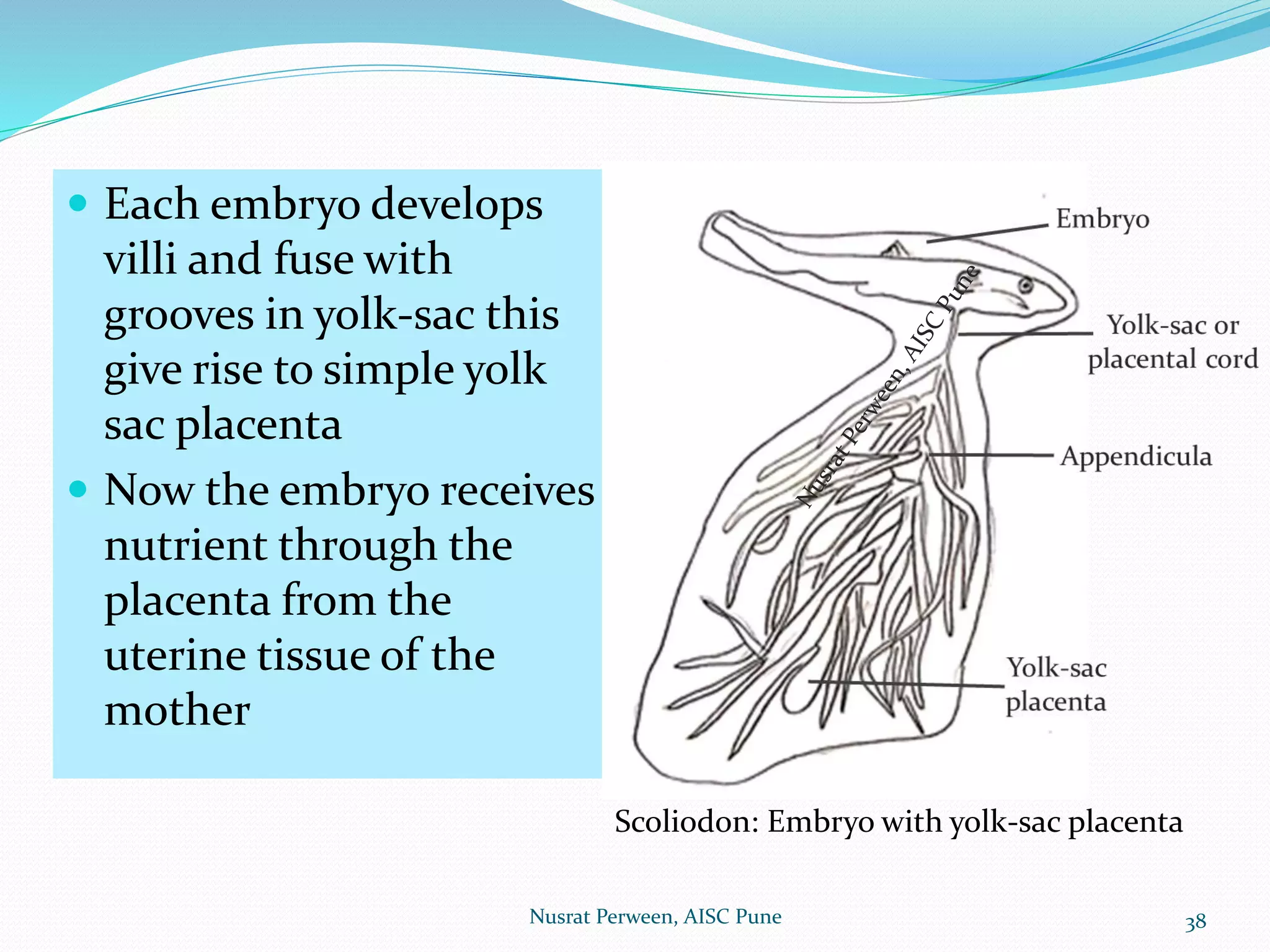 Reproductive system of scoliodon | PPTX