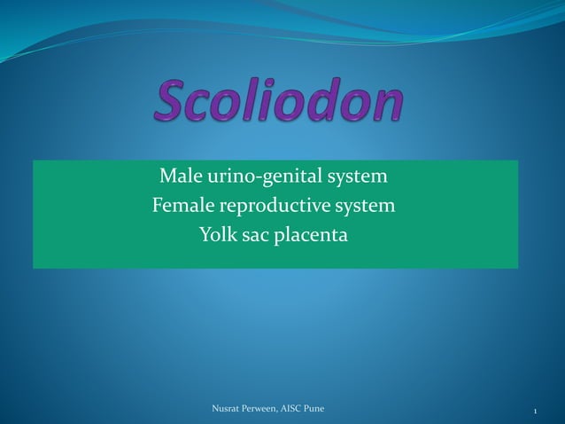 Reproductive system of scoliodon | PPTX