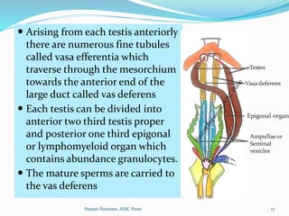 Reproductive system of scoliodon | PPTX