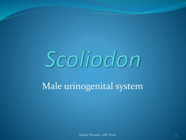 Reproductive system of scoliodon | PPTX