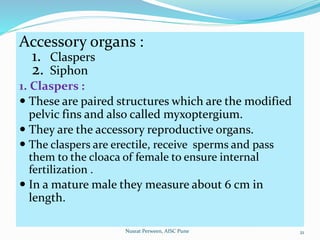 Reproductive system of scoliodon | PPTX