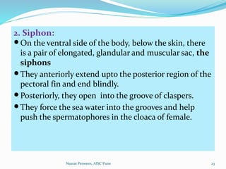 Reproductive system of scoliodon | PPTX