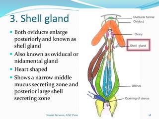 Reproductive system of scoliodon | PPTX