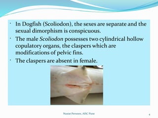 Reproductive system of scoliodon | PPTX