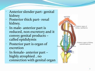Reproductive system of scoliodon | PPTX