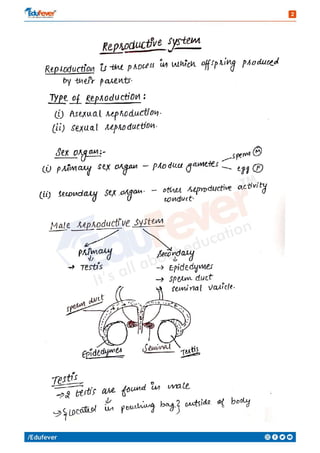 Reproductive system - Biology Handwritten Notes | PDF