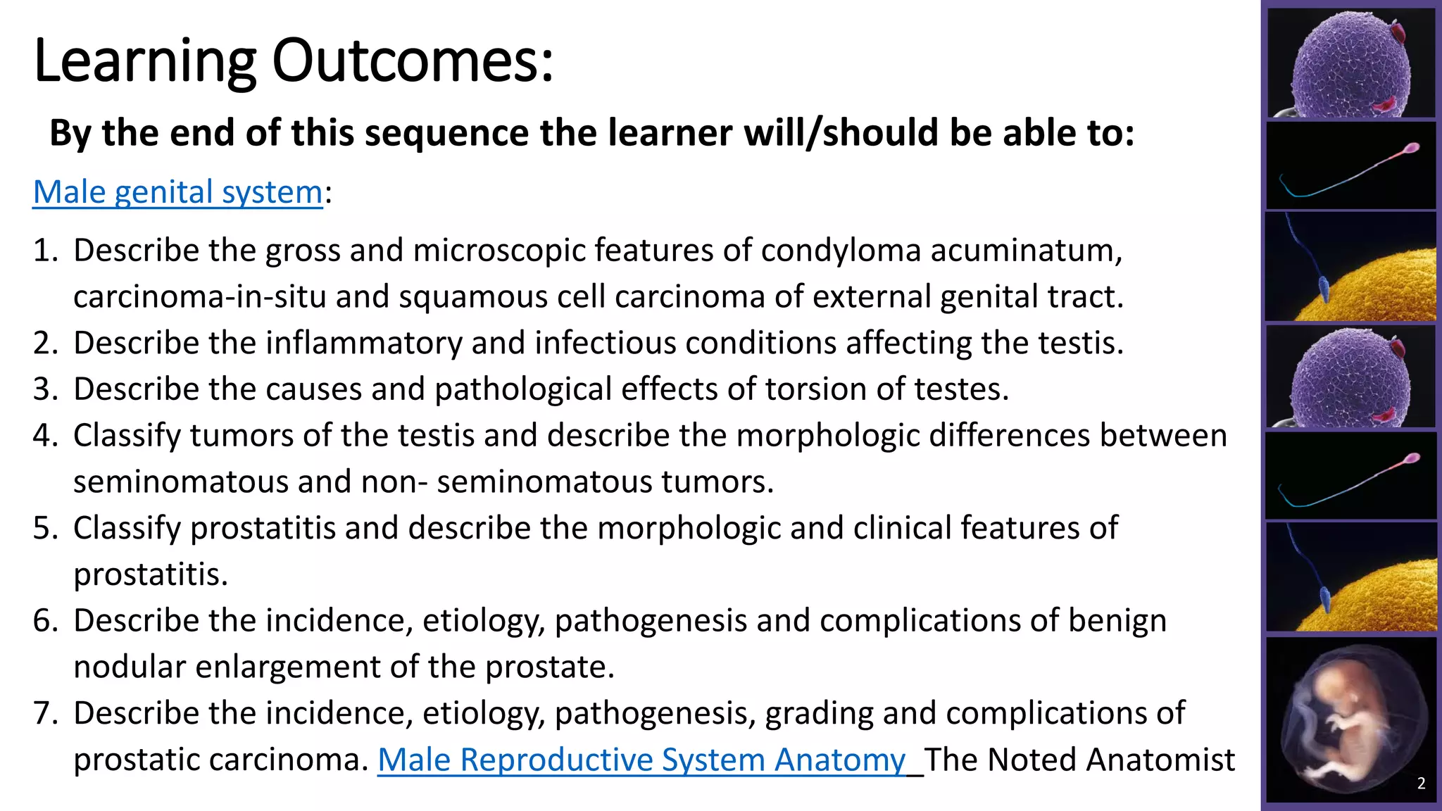 Reproductive System Pathology_Male Reproductive Systems | PDF