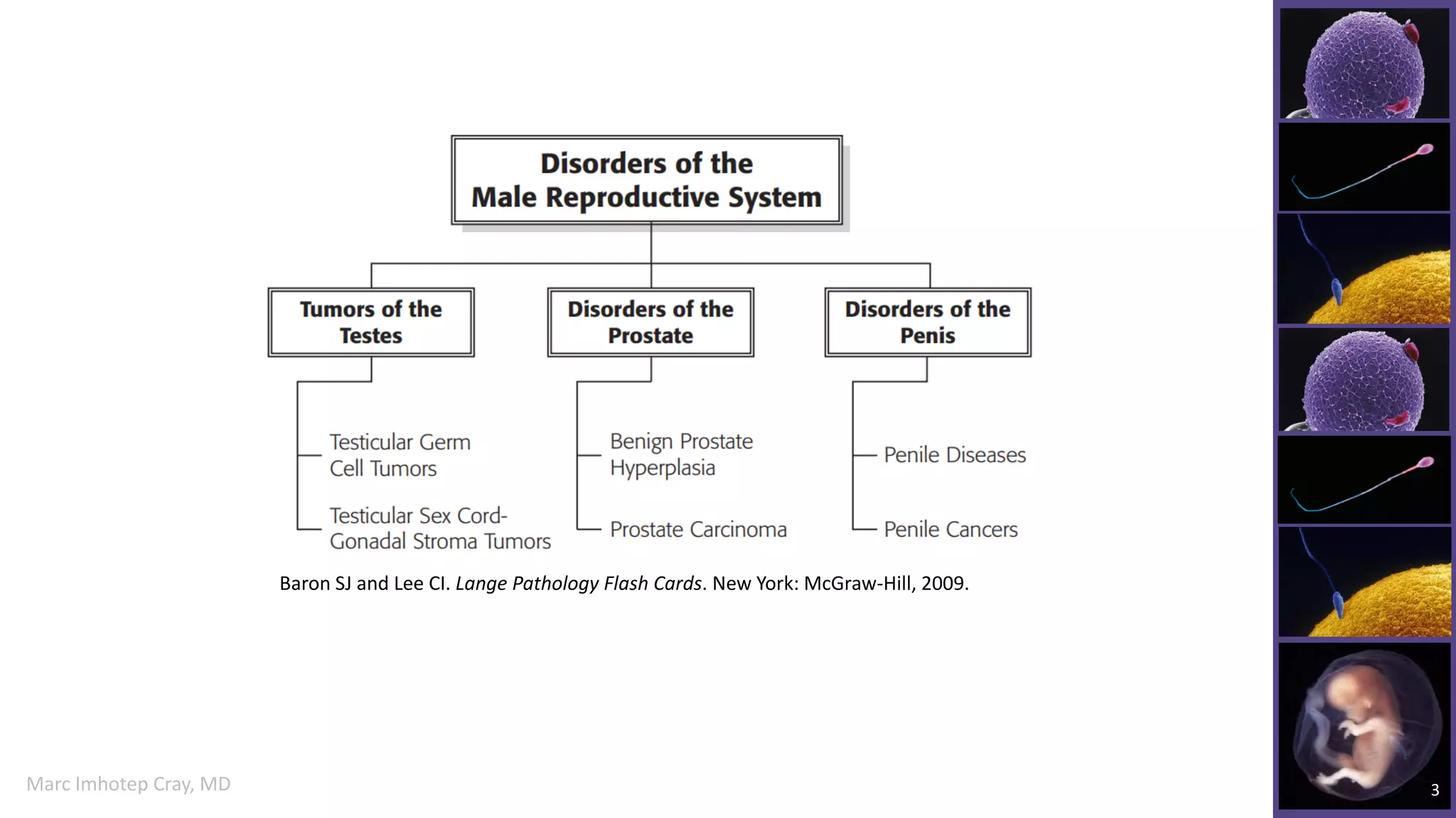 Reproductive System Pathology_Male Reproductive Systems | PDF