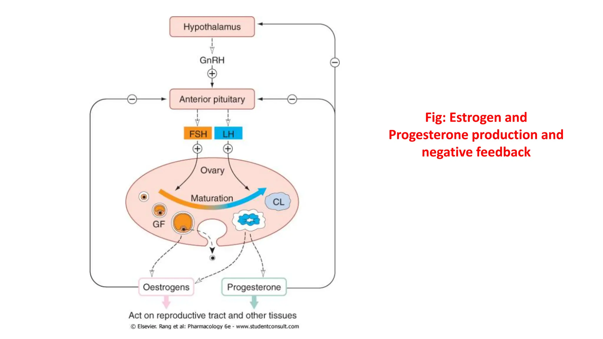 Reproductive System Pharmacology including contraceptives.pptx
